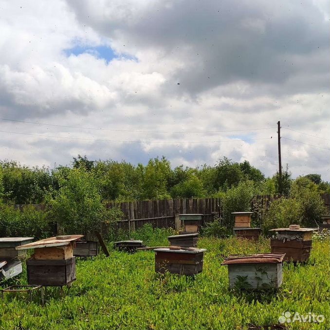 Пчелиная семья