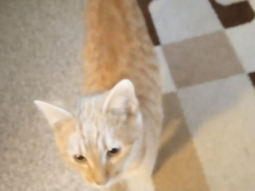 Котенок рыжик