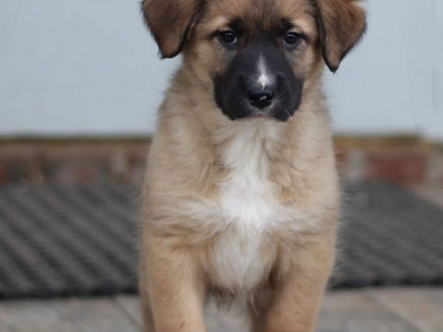 Щенок Джекки в добрые руки