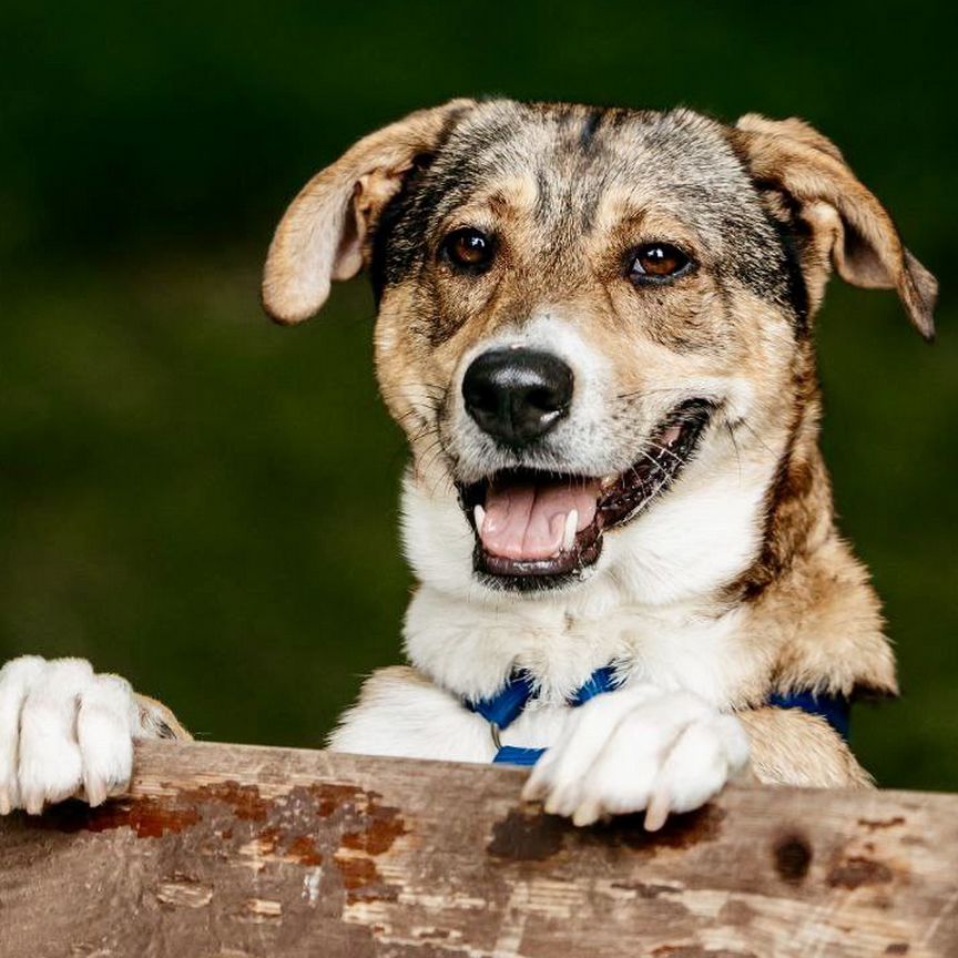 Взрослая собака в добрые руки