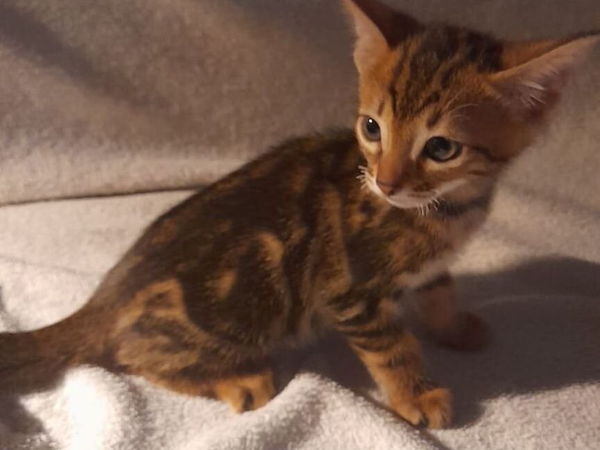 Продам котика Бенгал