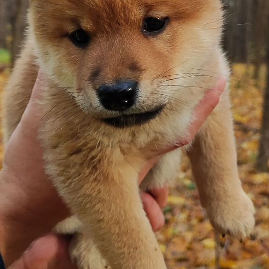 Сиба ину щенки мальчики с документами РКФ