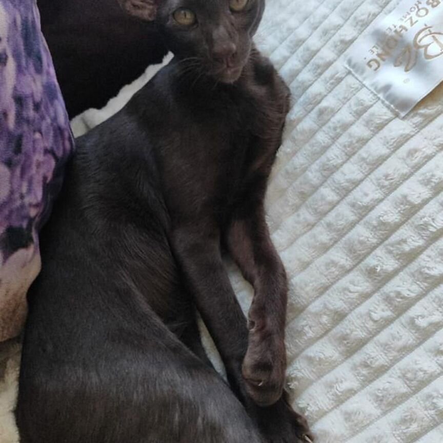 Ориентальная девочка. Вязка