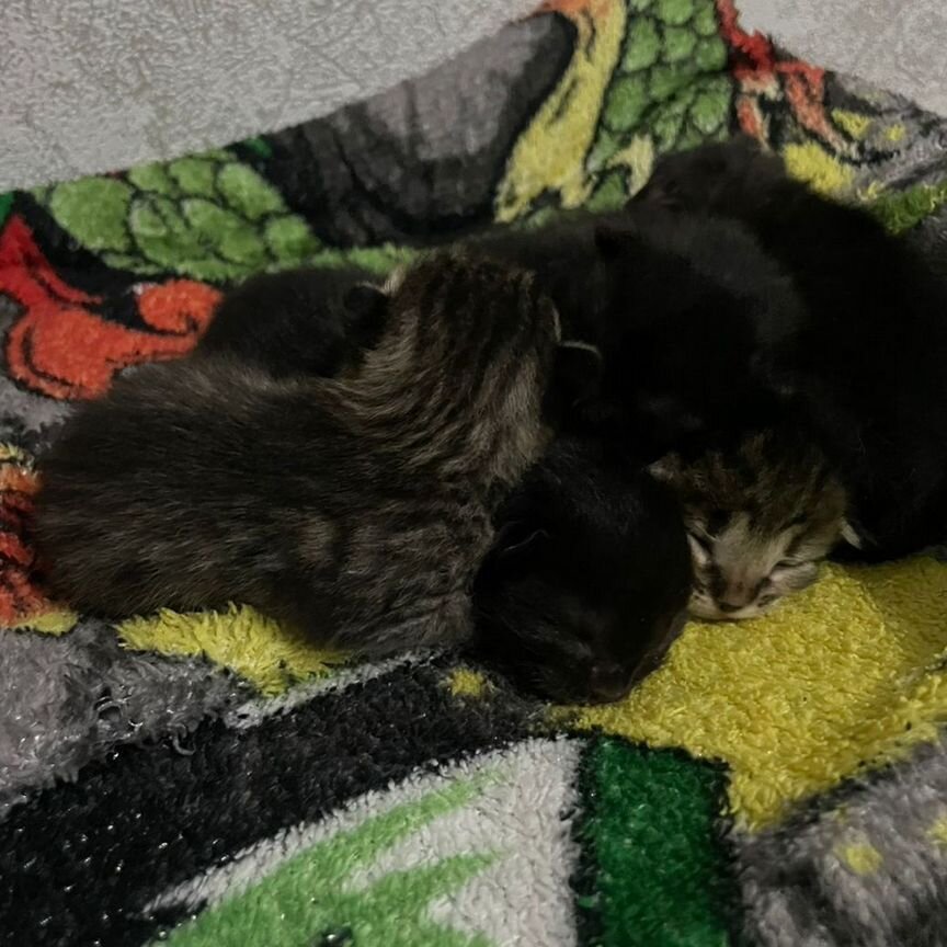 Отдам остался мальчик один и одна девочка