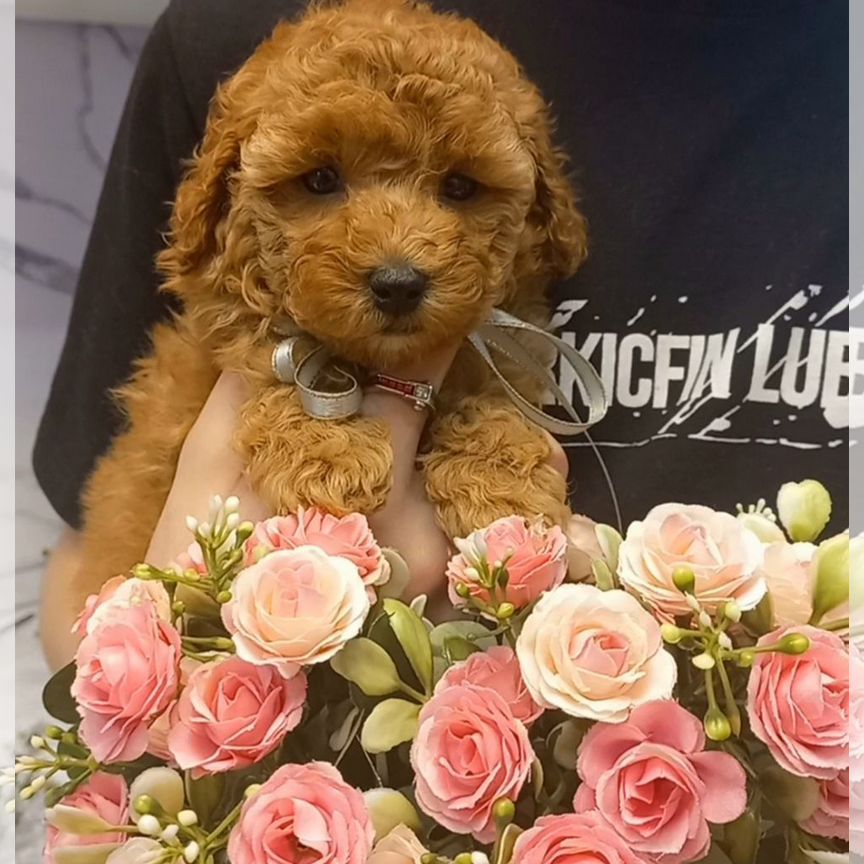 Той-пудель, щенок