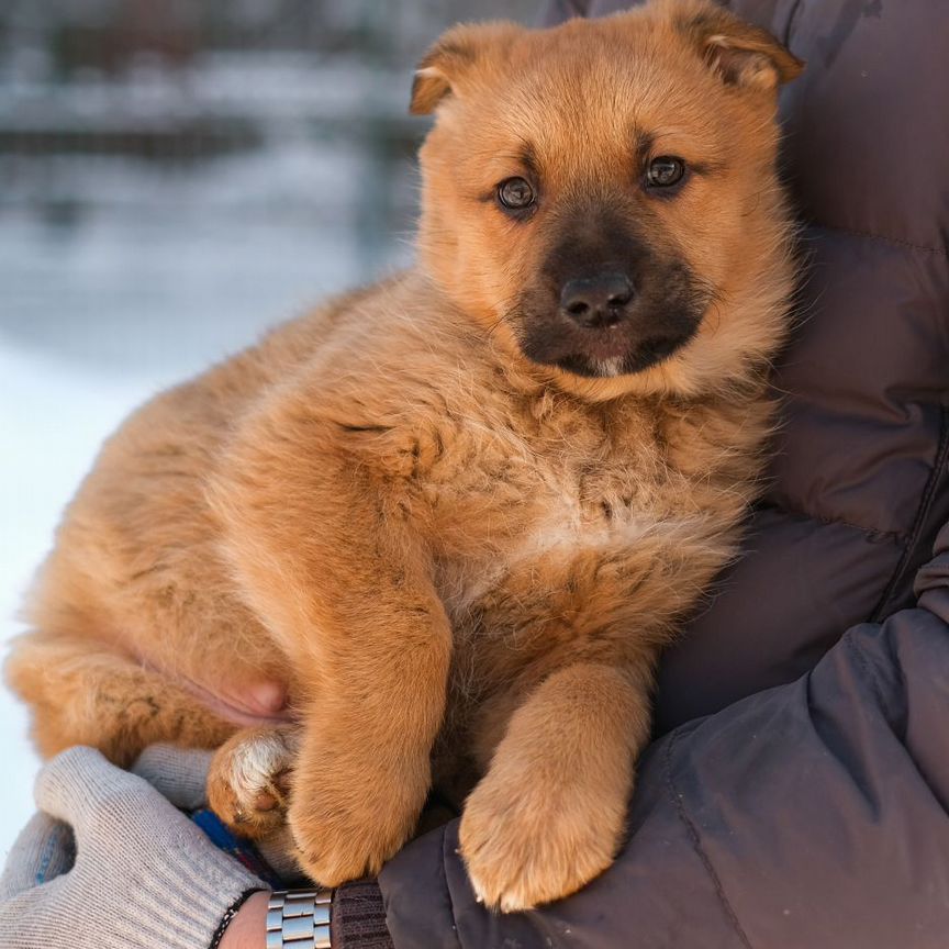 Щенок в добрые руки