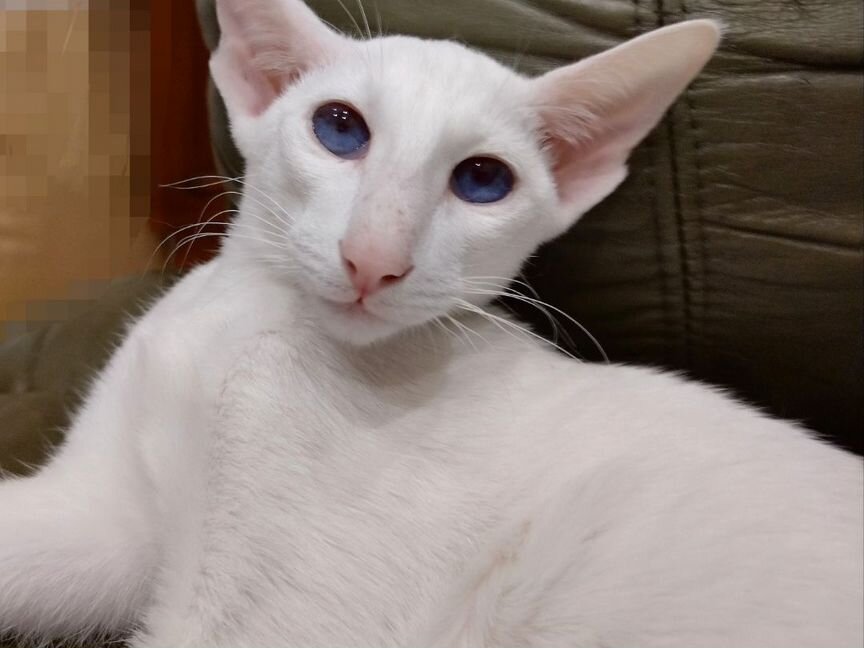 Ориентальные котята
