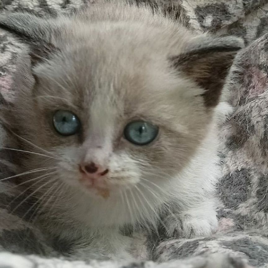 Котёнок в добрые руки