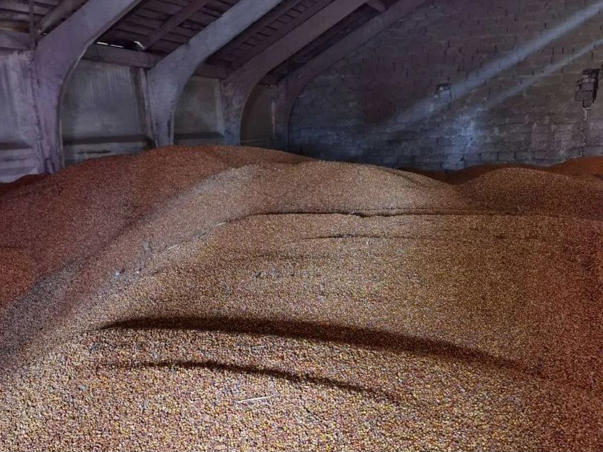 Фуражный горох, Семечко на корм/посев