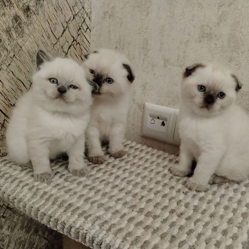 Шотландские котята