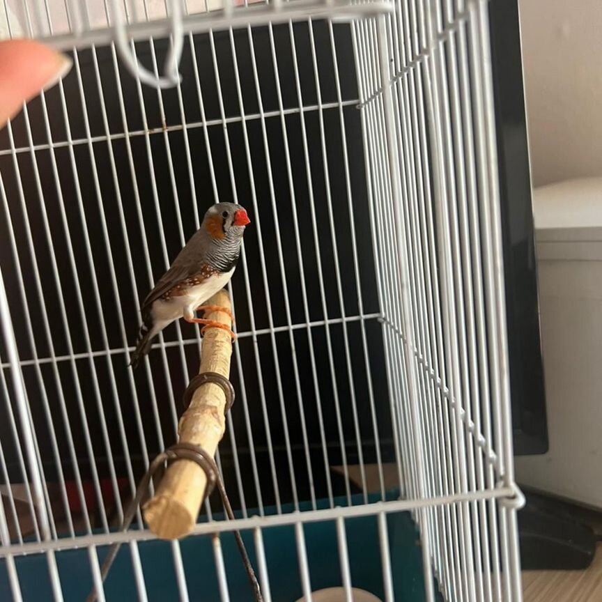 Зебровые амадины