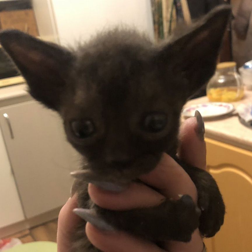 Шотландский вислоухий короткошёрстный котёнок