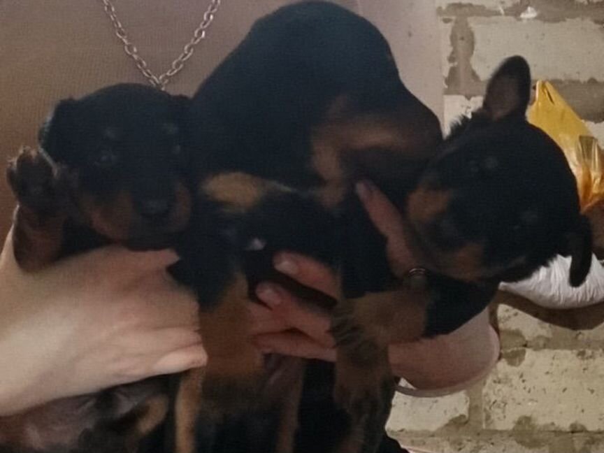 Щенки ягдтерьера