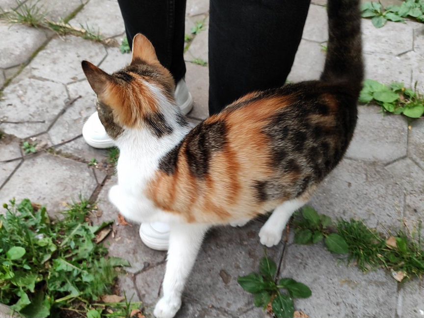 Кошечка подросток