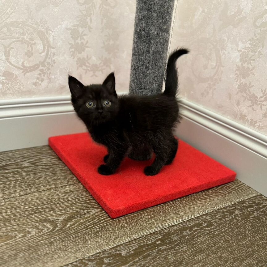 Котята