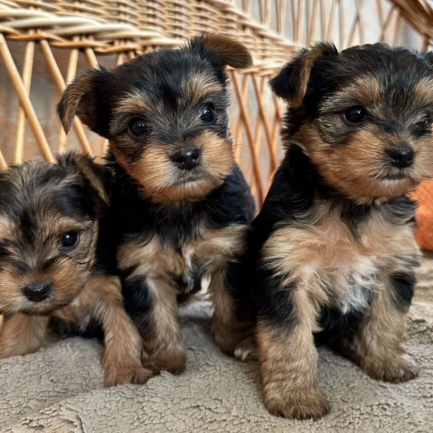 Йоркширский терьер, щенок