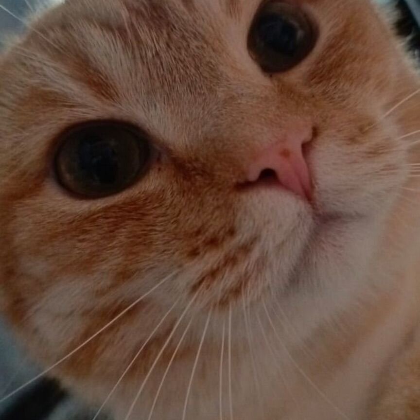 Взрослый кот в добрые руки