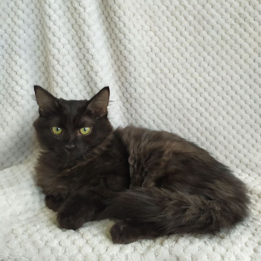 Чёрная Принцесса в добрые руки