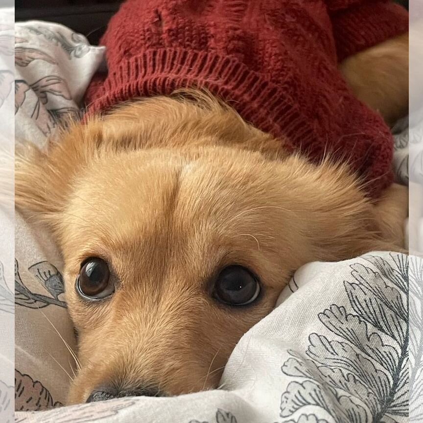 Взрослая собака в добрые руки