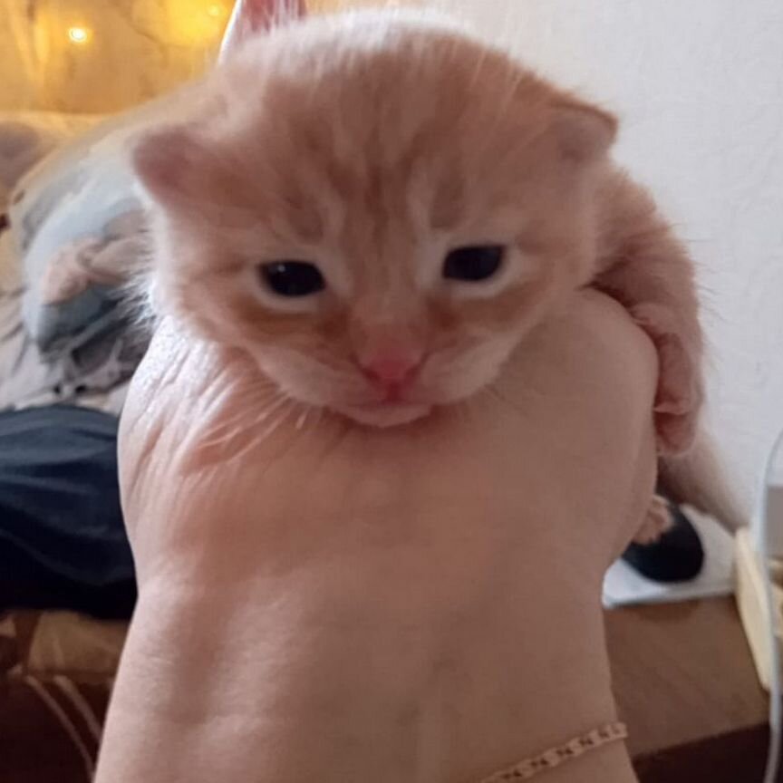 Полубританец котёнок