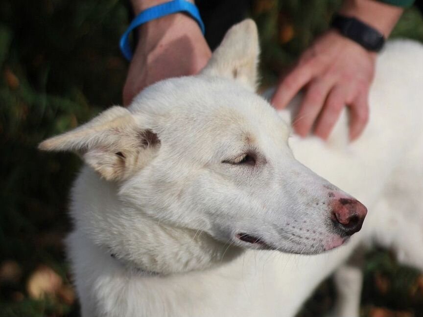 Белый песик из приюта скоро выпуск