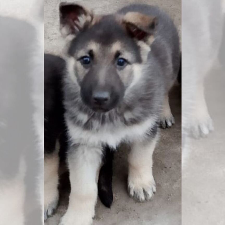 Восточноевропейская овчарка, щенок