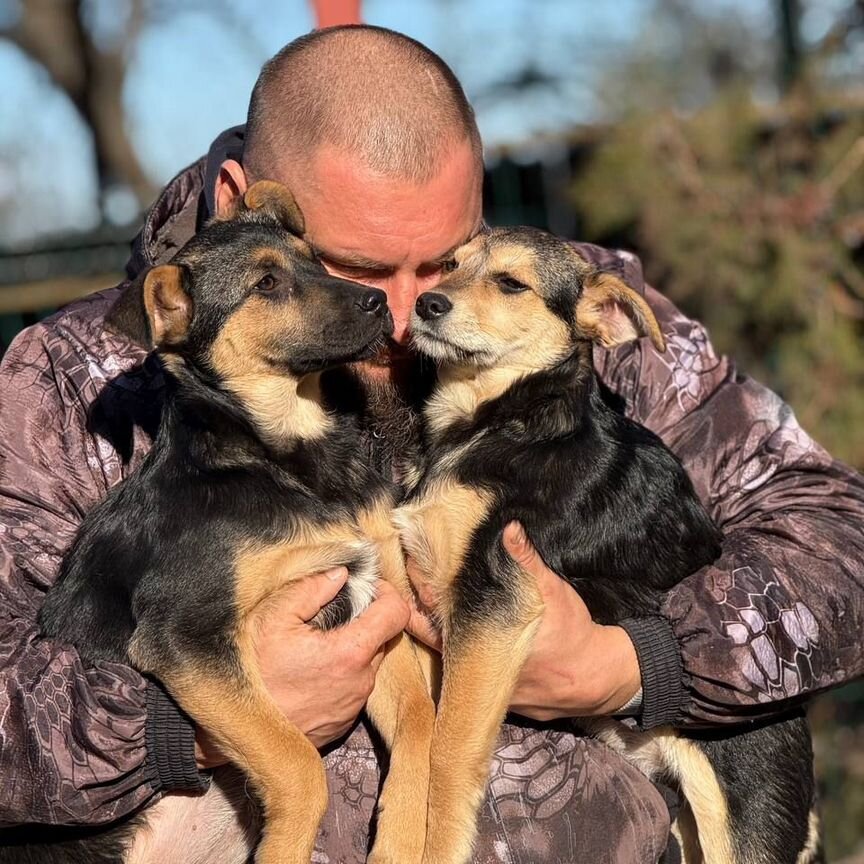 Щенки девочки ищут дом