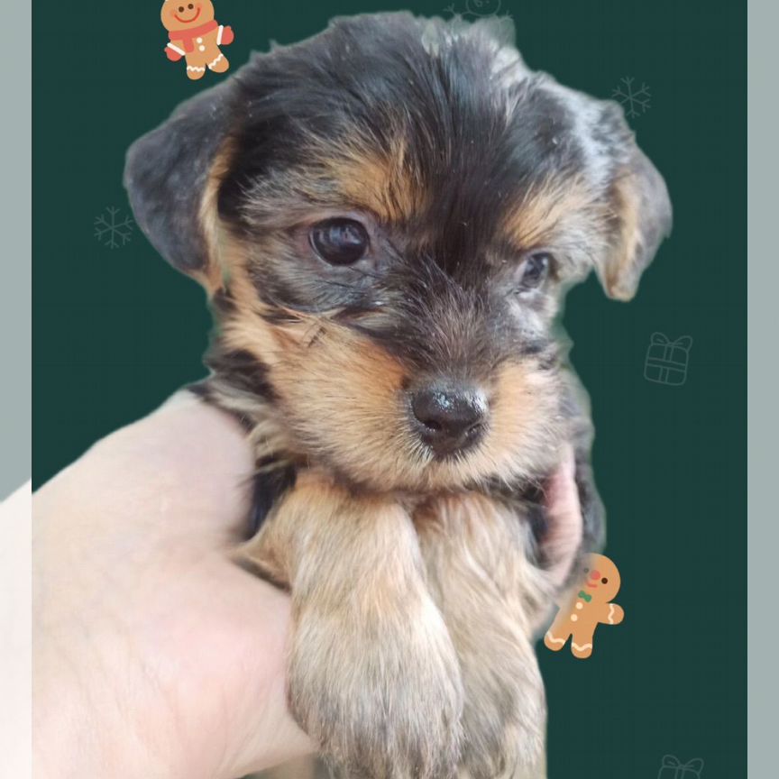 Йоркширский терьер, щенок