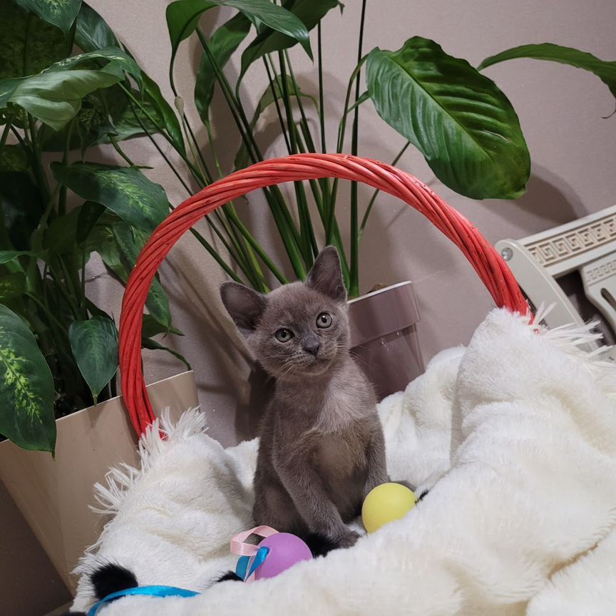 Бурманские котята