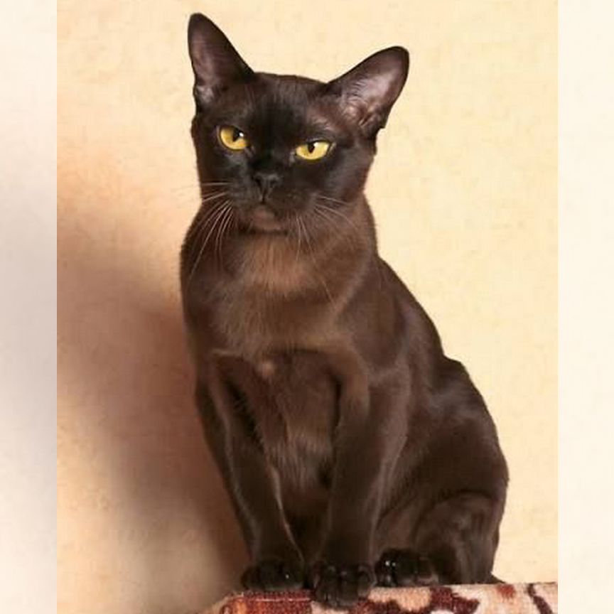 Американский бурманский, взрослый кот