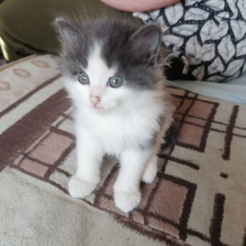 Котята от кошки мышеловки