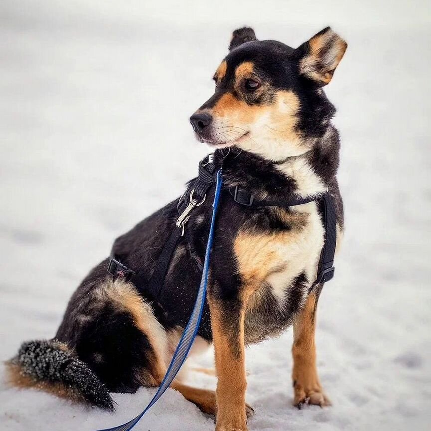 Френки из приюта ищет дом