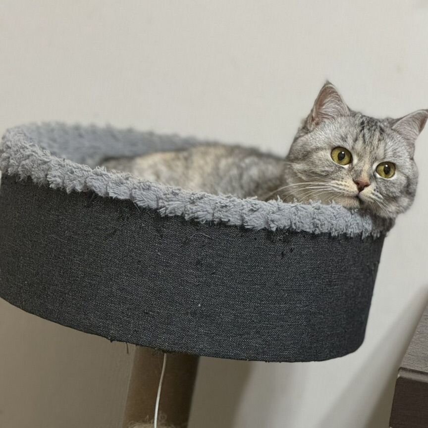 Кошка, котенок, страйт, шотландская вислоухая