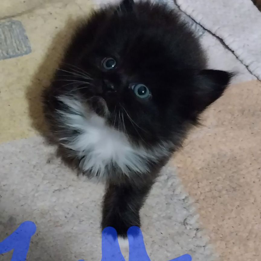 Шотландский вислоухий короткошёрстный котёнок