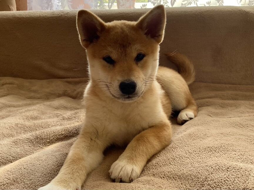 Сиба ину девочка