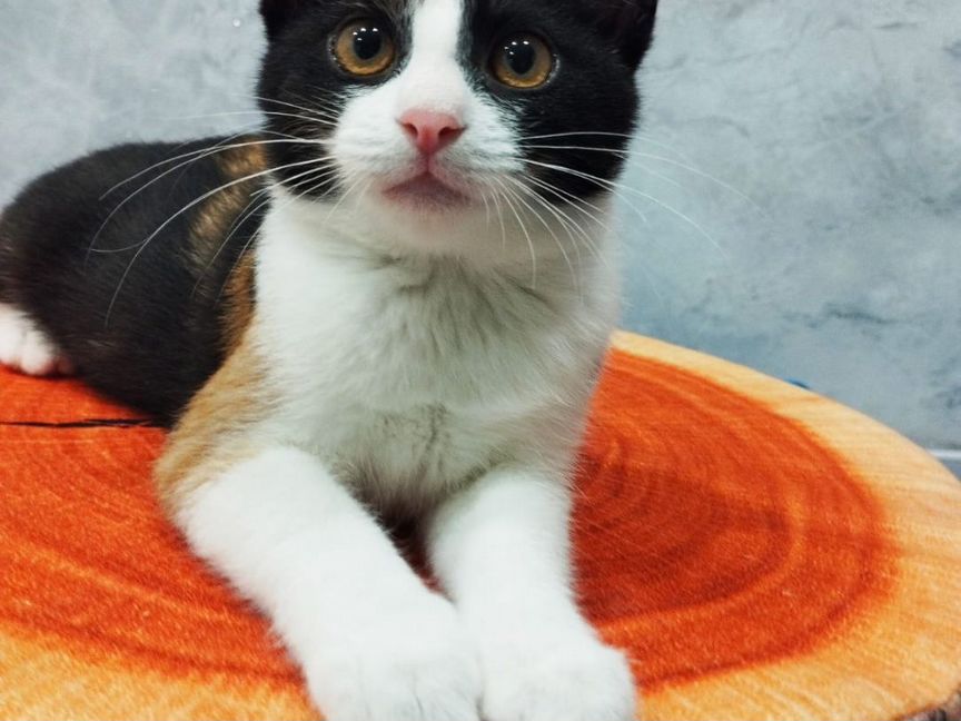 Котенок в добрые руки