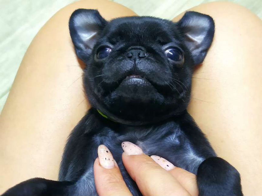 Продам мопсиков