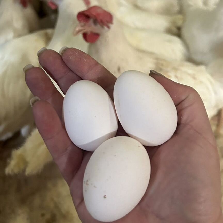 Куры молодки Декалб