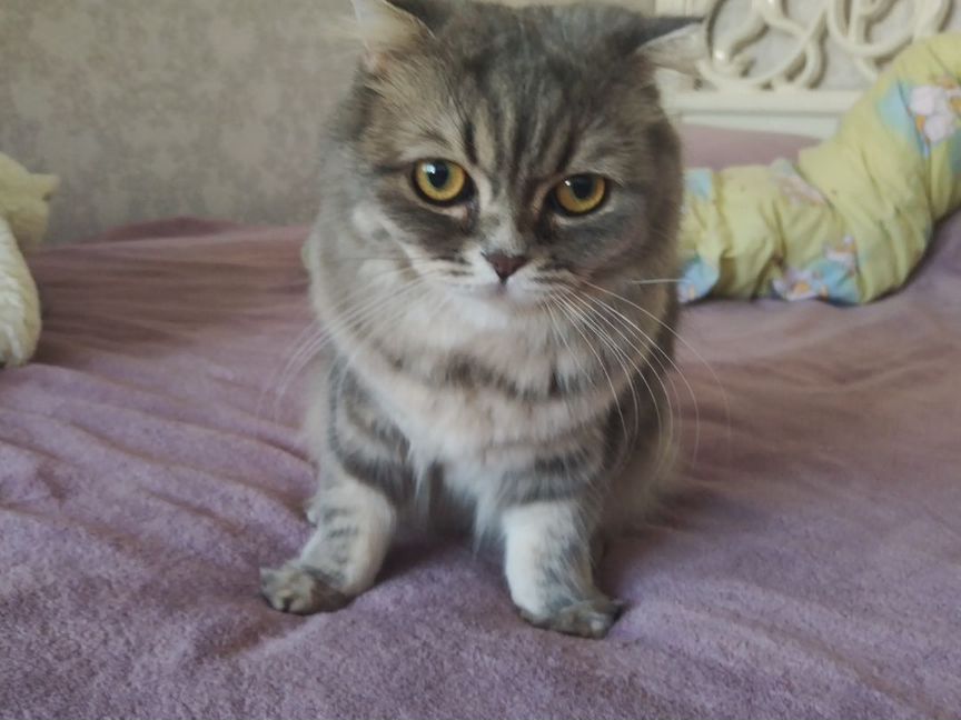 Шотландская