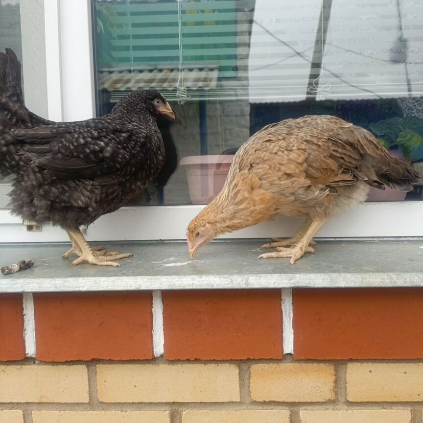 Чешский доминант куры