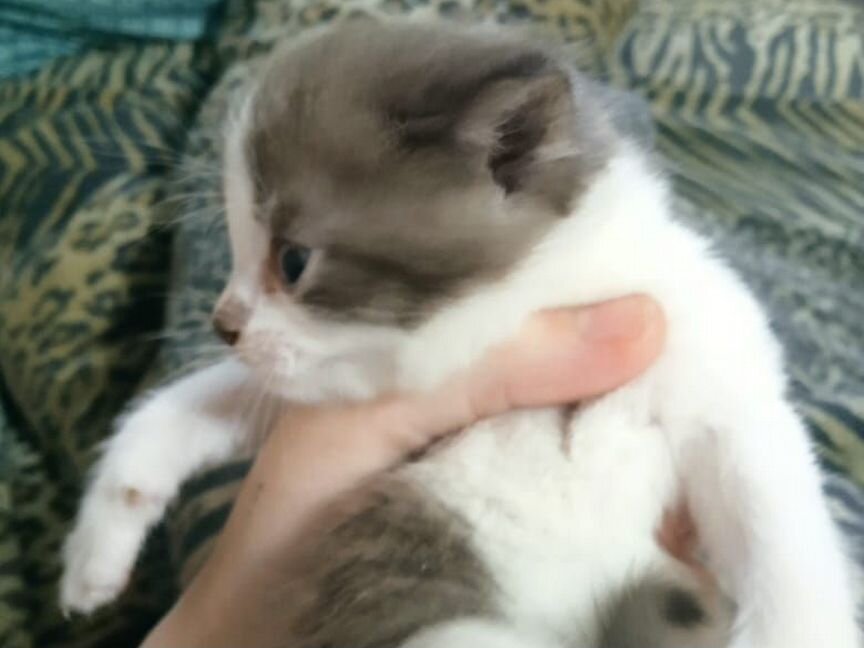 Британский котенок