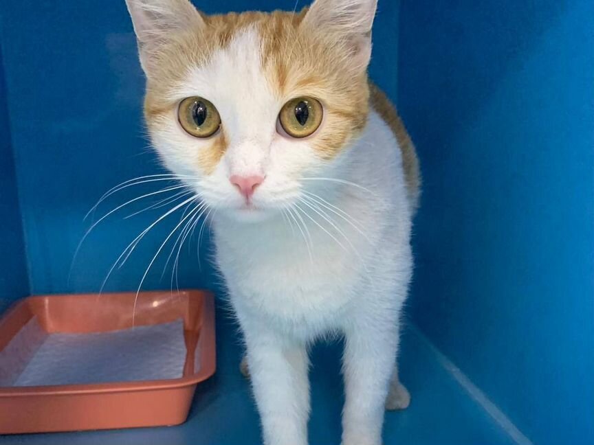 Рыженькая кошечка ищет дом