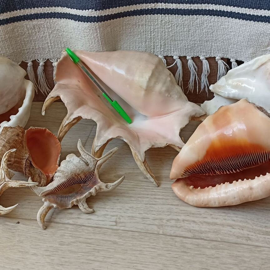 Морские ракушки раковины большие