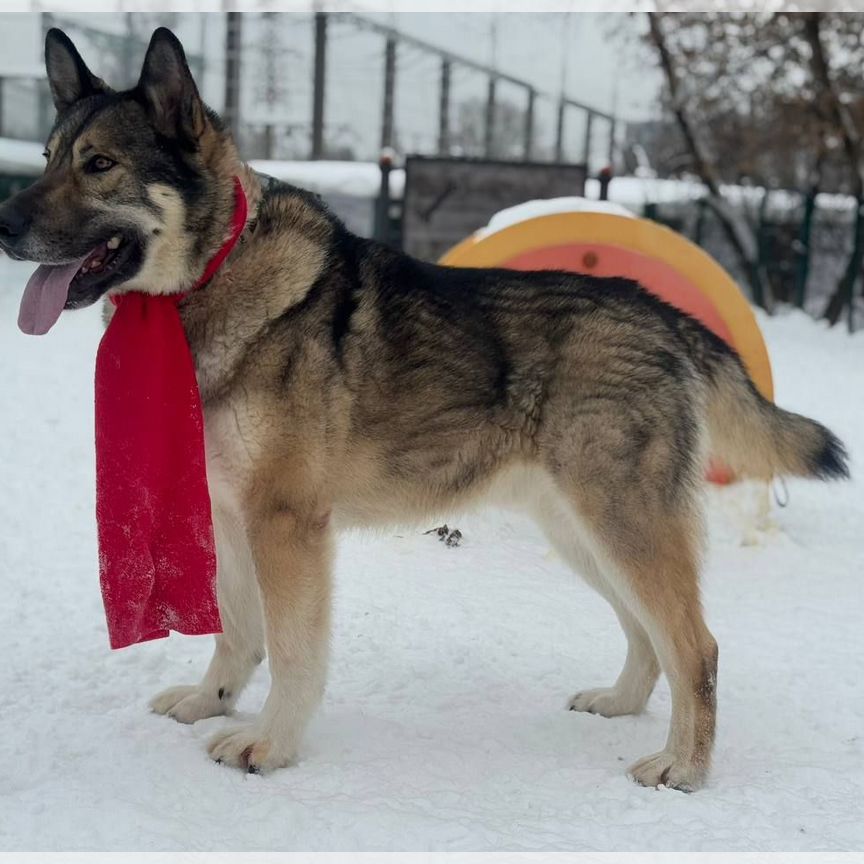 Взрослый пёс в добрые руки