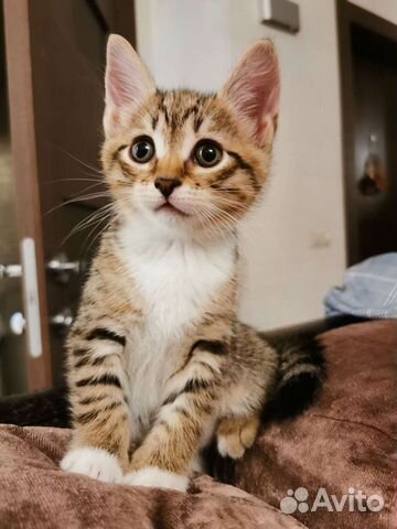 Кошечка в любящие руки