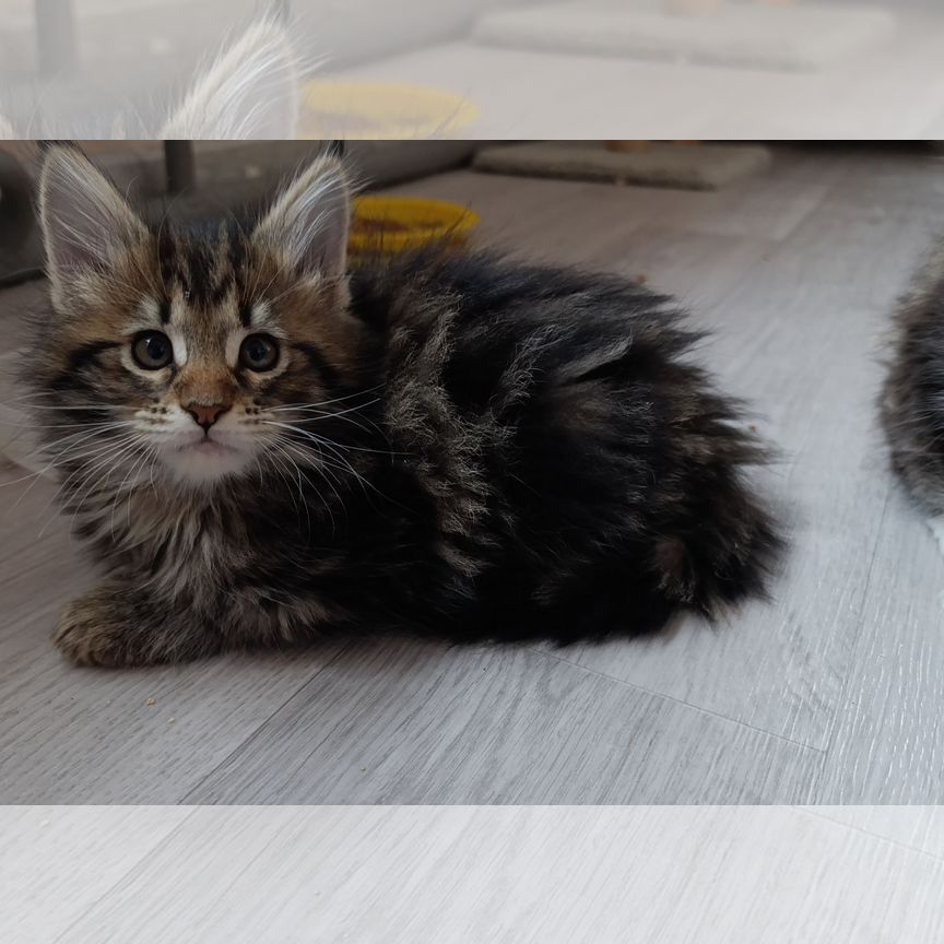 Мейн-кун котёнок