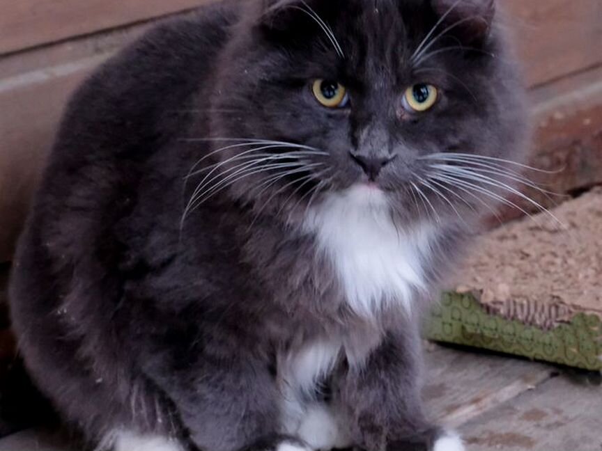 Коты курильский бобтейл
