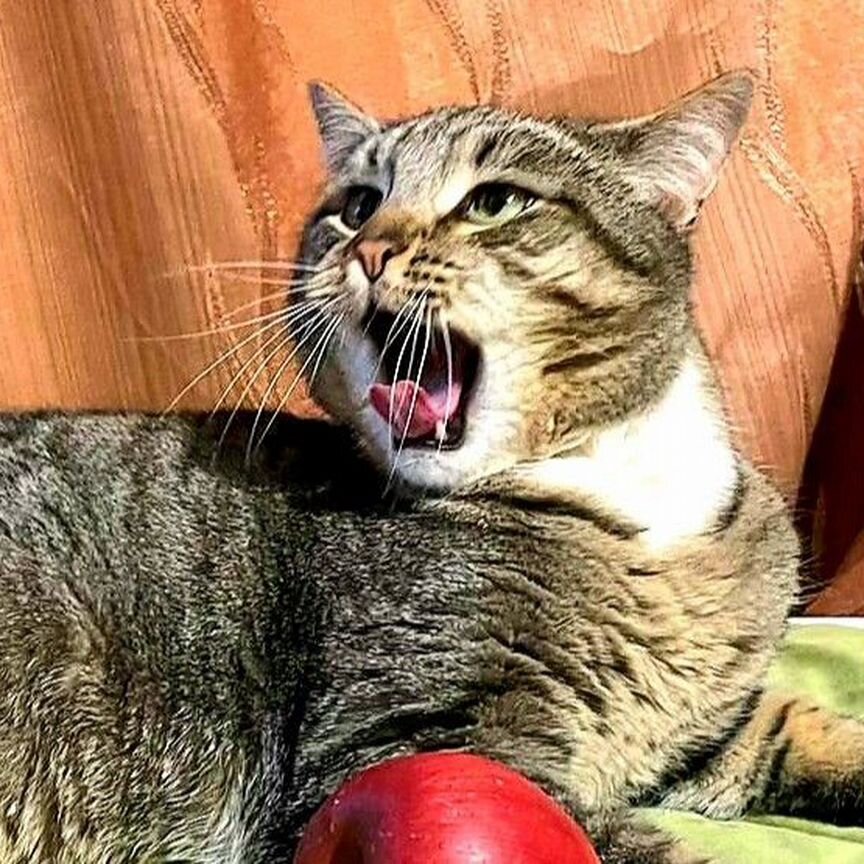 Ласковый тигрёнок котик Элвис, в добрые руки