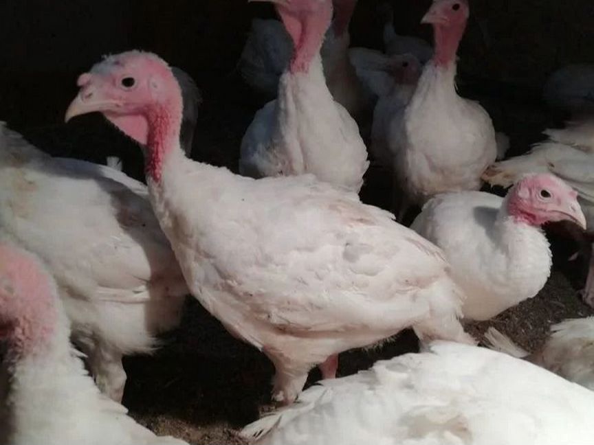 Индюки биг 6