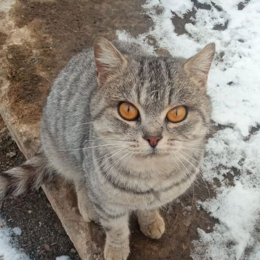 Киса ручная ласковая, живёт на улице